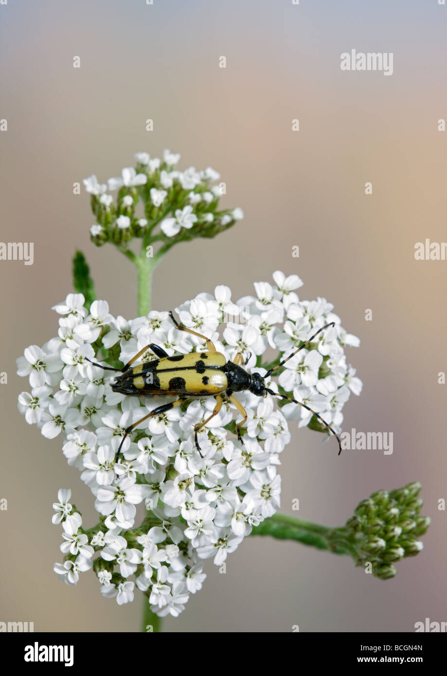 Longhorn beetle Rutpela maculata (Strangalia maculata Stock Photo - Alamy