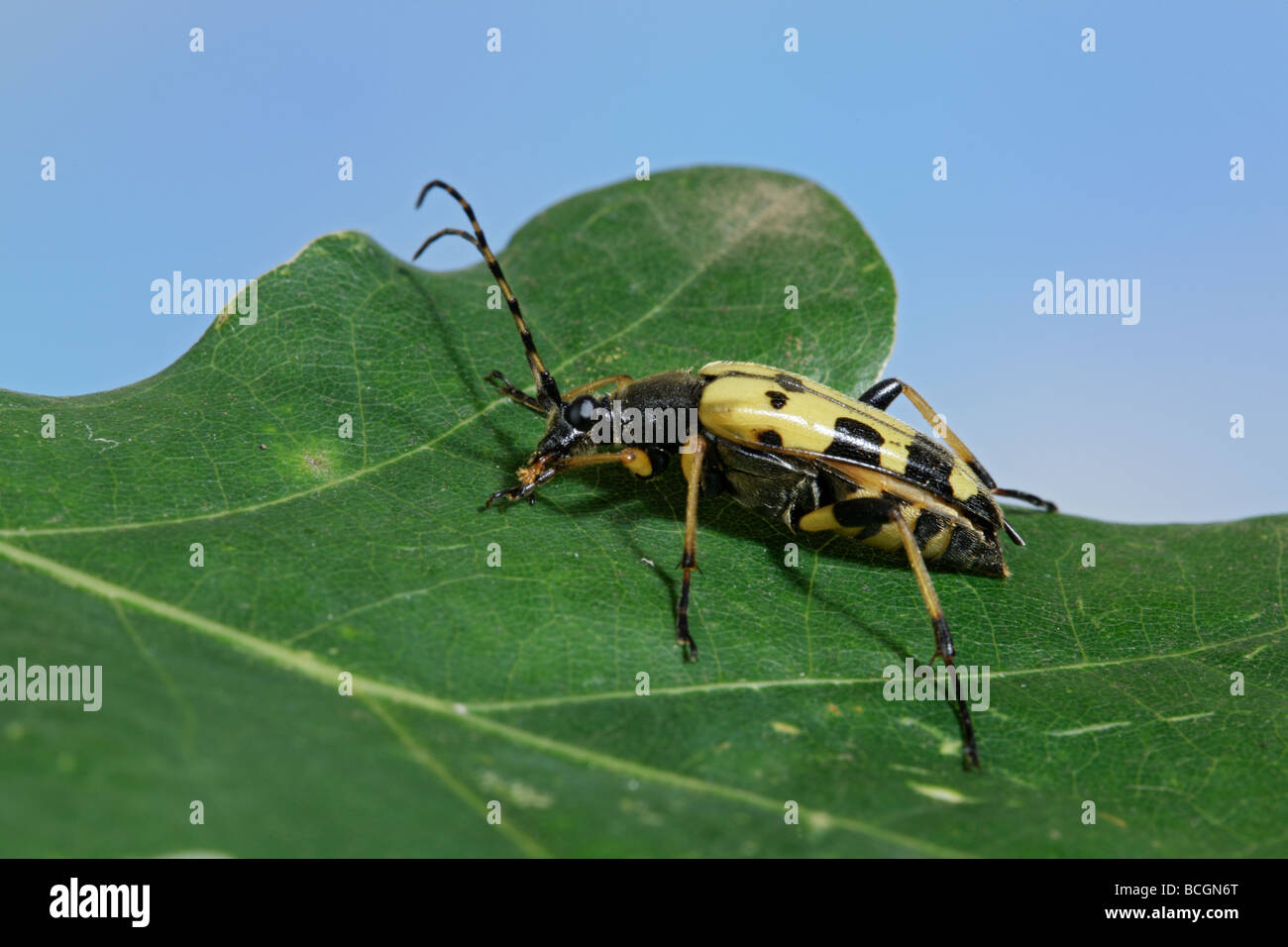 Longhorn beetle Rutpela maculata (Strangalia maculata Stock Photo - Alamy