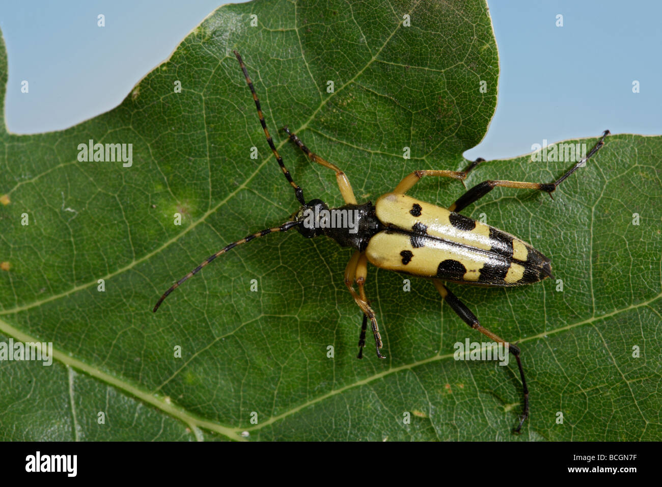 Longhorn beetle Rutpela maculata (Strangalia maculata Stock Photo - Alamy