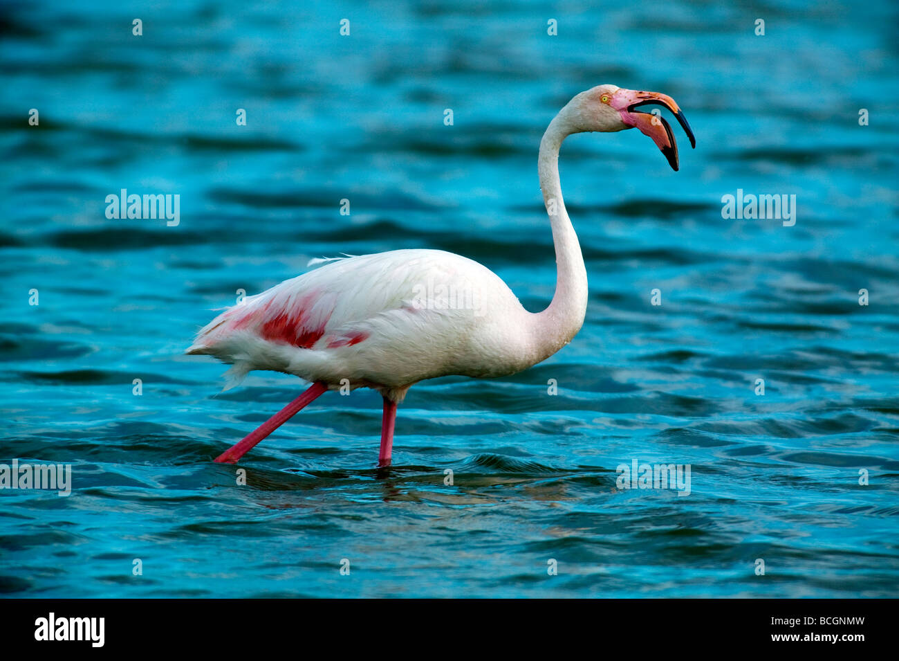 French flamingo hi-res stock photography and images - Alamy