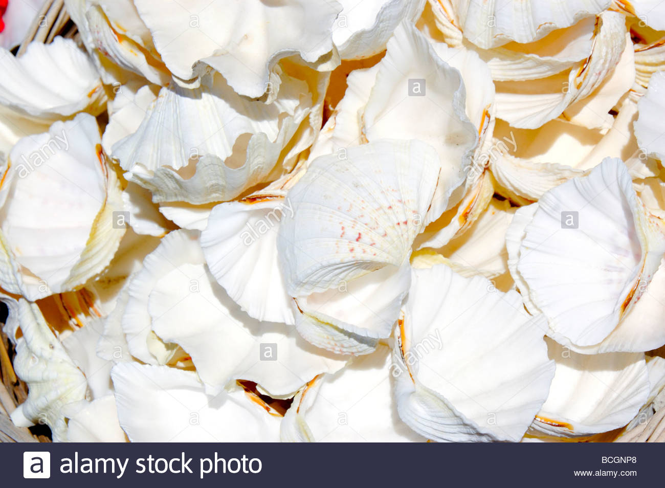 Fan Shaped Shells Stock Photos & Fan Shaped Shells Stock Images - Alamy
