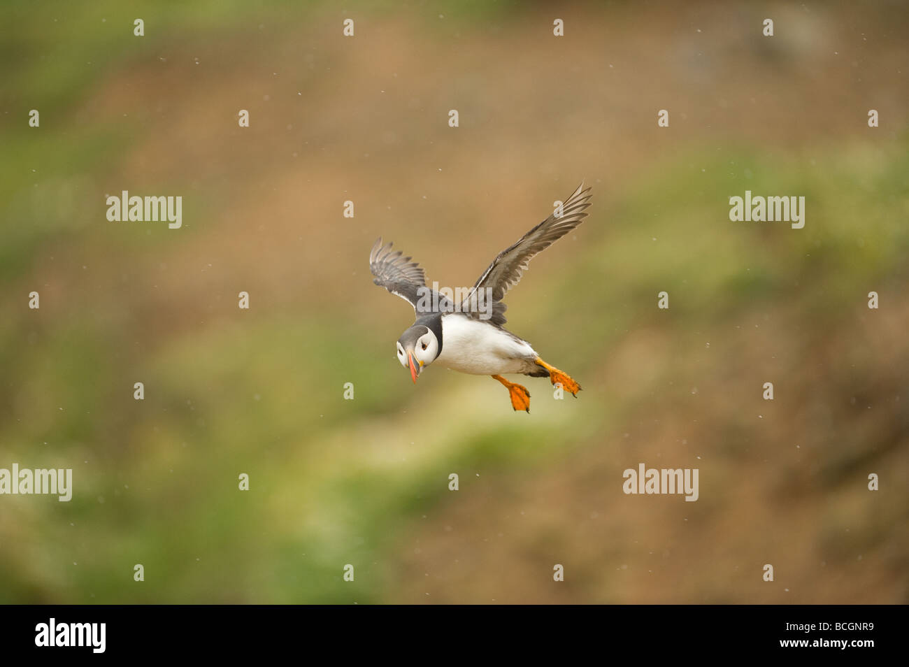 Puffin in flight on Skomer Island Stock Photo - Alamy
