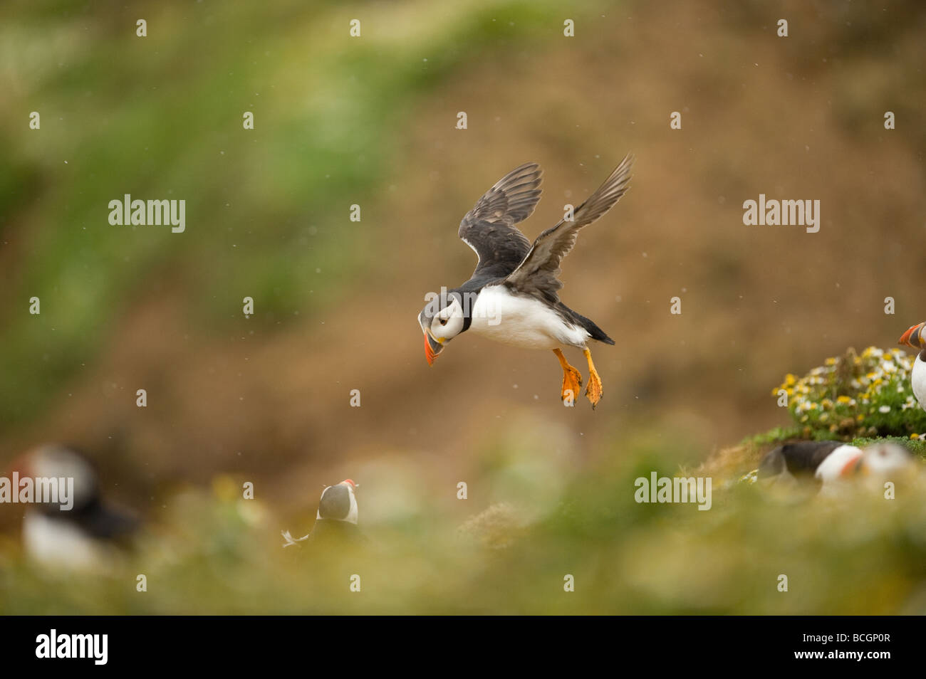 Puffin In Flight High Resolution Stock Photography and Images - Alamy