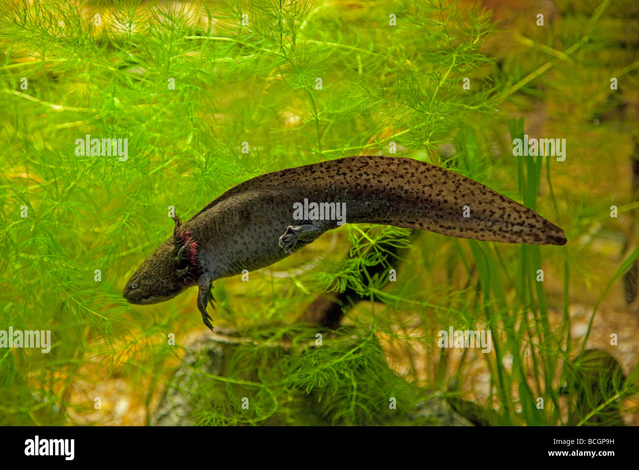 Axolotl Ambystoma mexicanum swimming in aquarium UK Stock Photo - Alamy