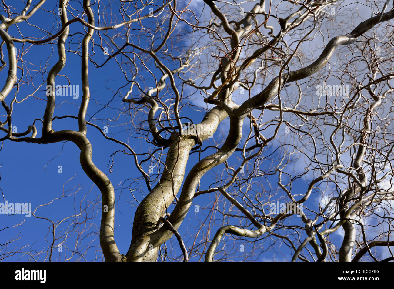 A photo of funny tree with curving branches Stock Photo - Alamy
