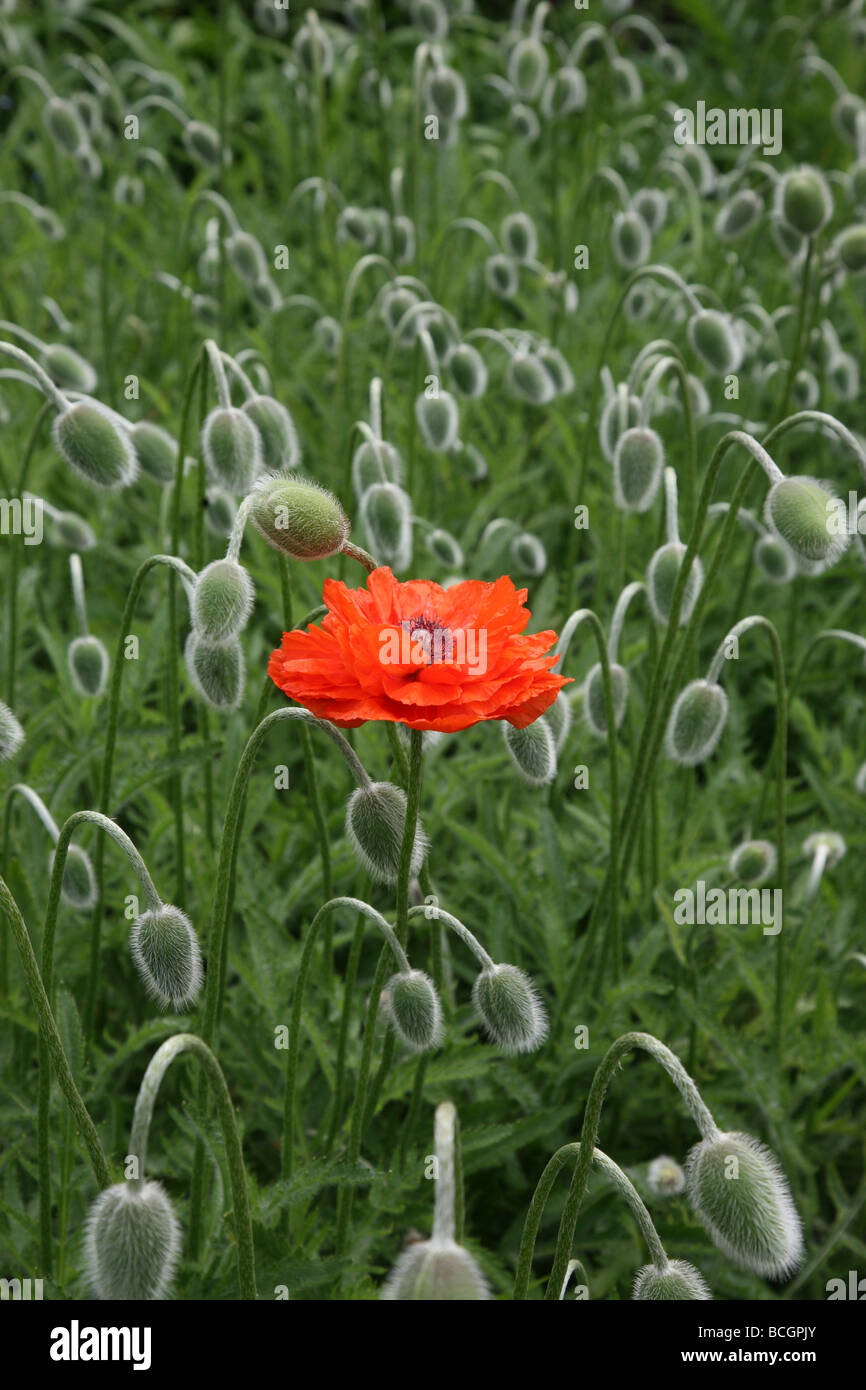 Poppy uk garden hi-res stock photography and images - Alamy