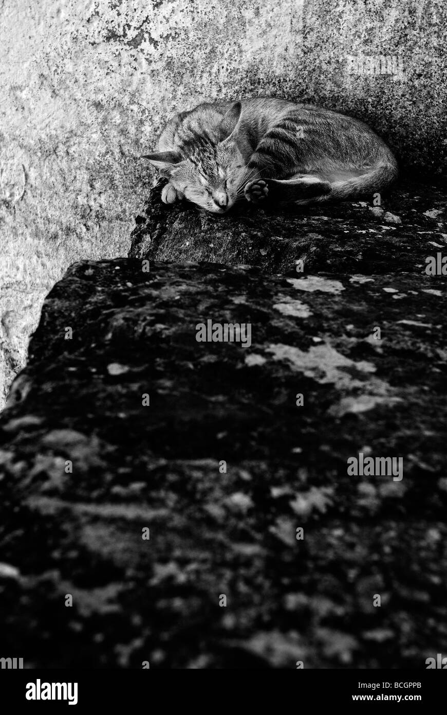 Kitten on rock Black and White Stock Photos & Images - Alamy