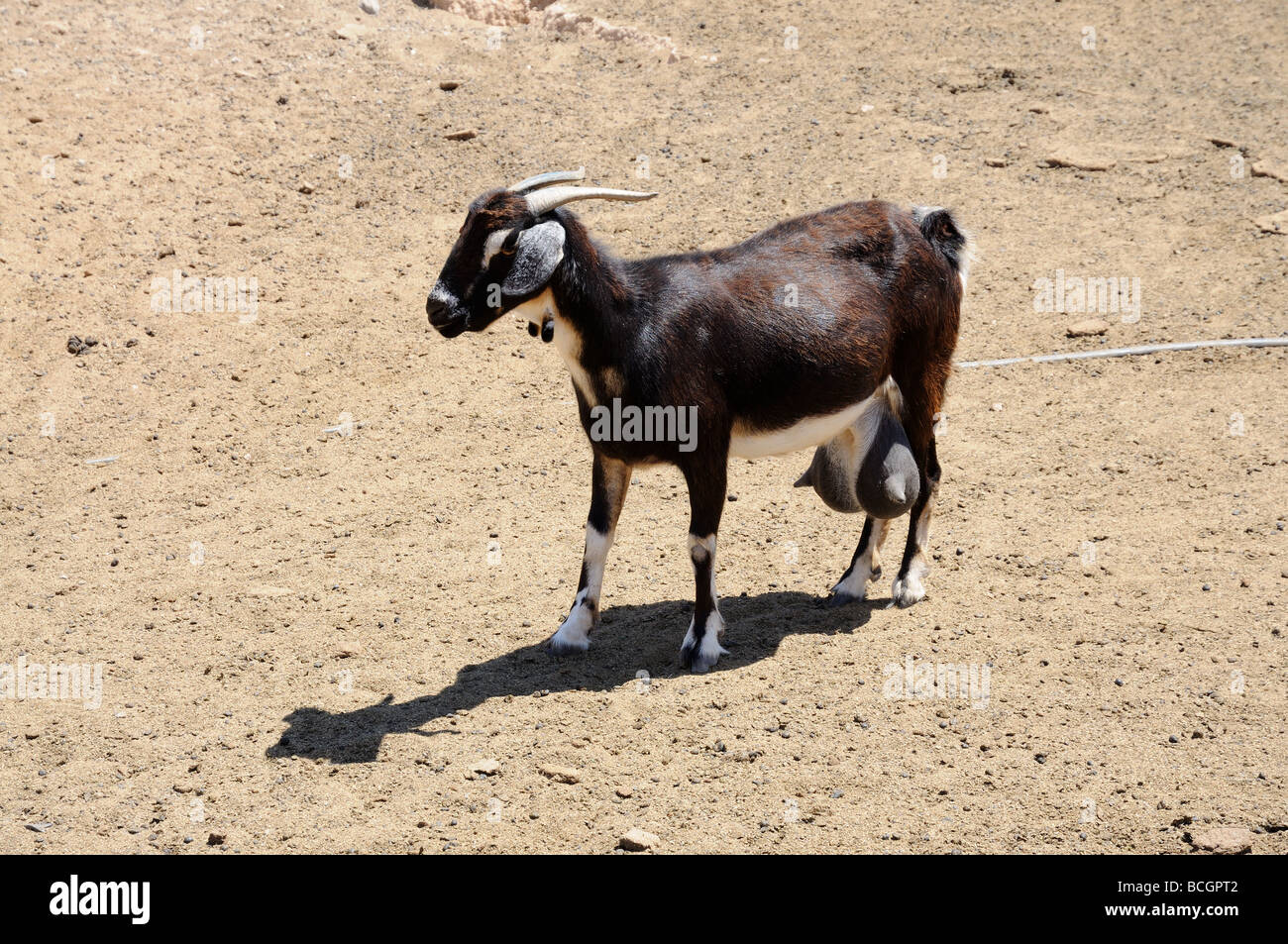 Goat farming spain hi-res stock photography and images - Alamy