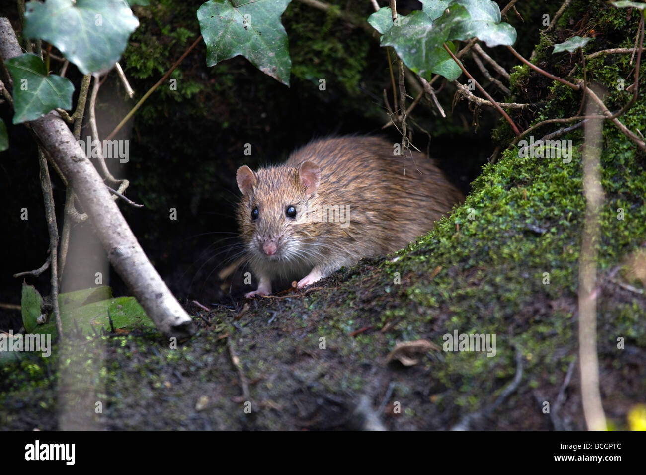 Brown rat hi-res stock photography and images - Alamy
