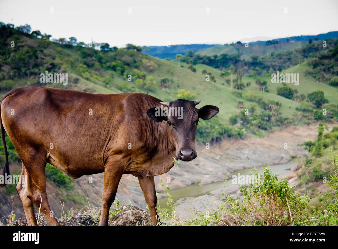 Bull blanco hi-res stock photography and images - Alamy