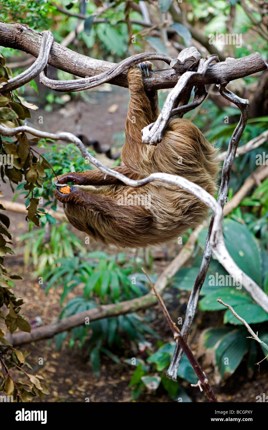 Sloth eating fruit Stock Photo - Alamy