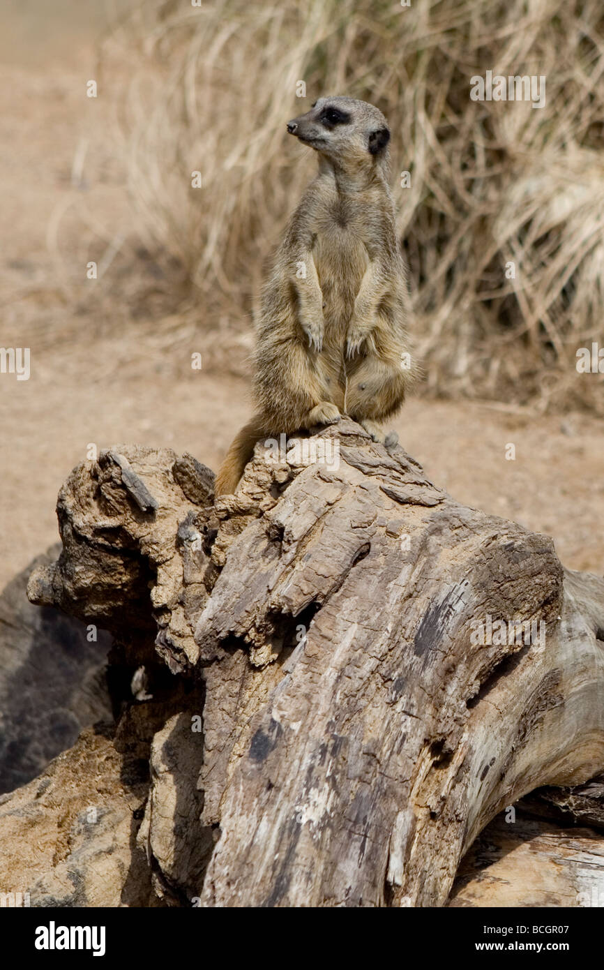 Compare the meercat hi-res stock photography and images - Alamy