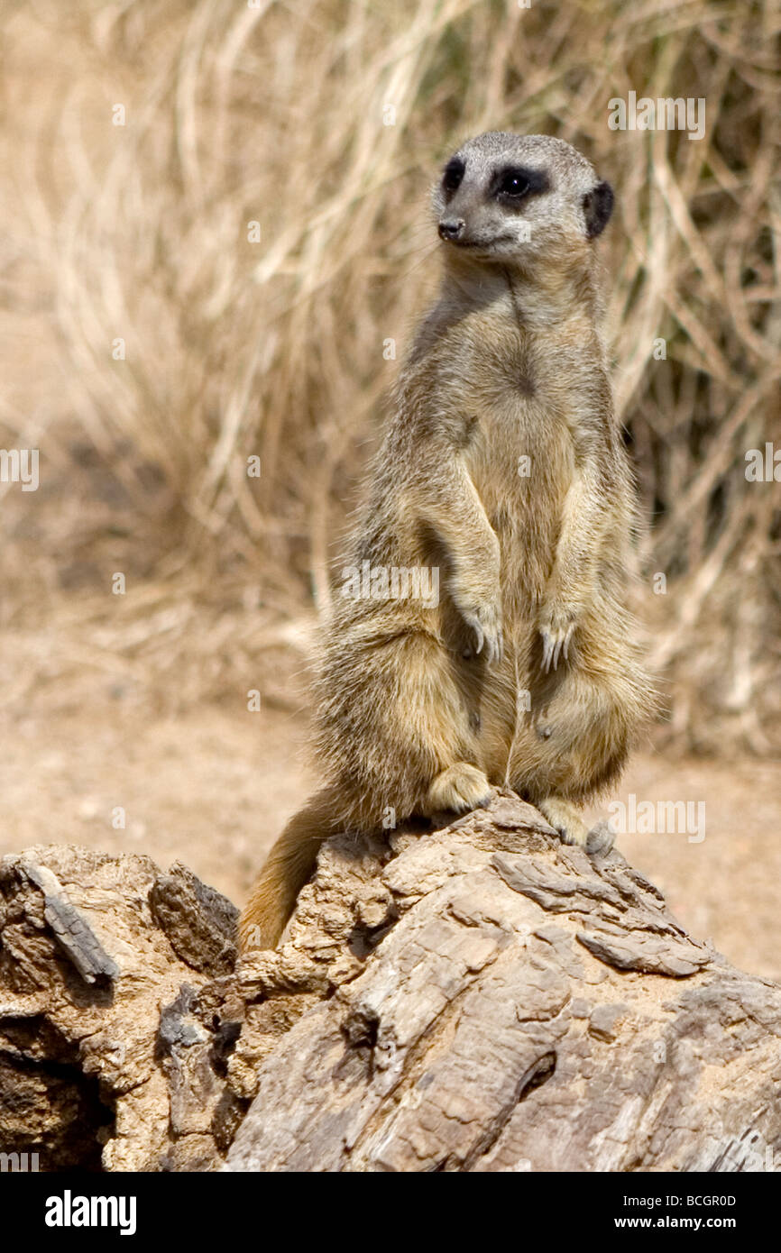 Compare the meercat hi-res stock photography and images - Alamy