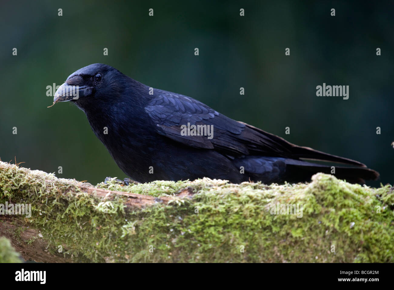carrion crow Corvus corone corone cornwall Stock Photo - Alamy