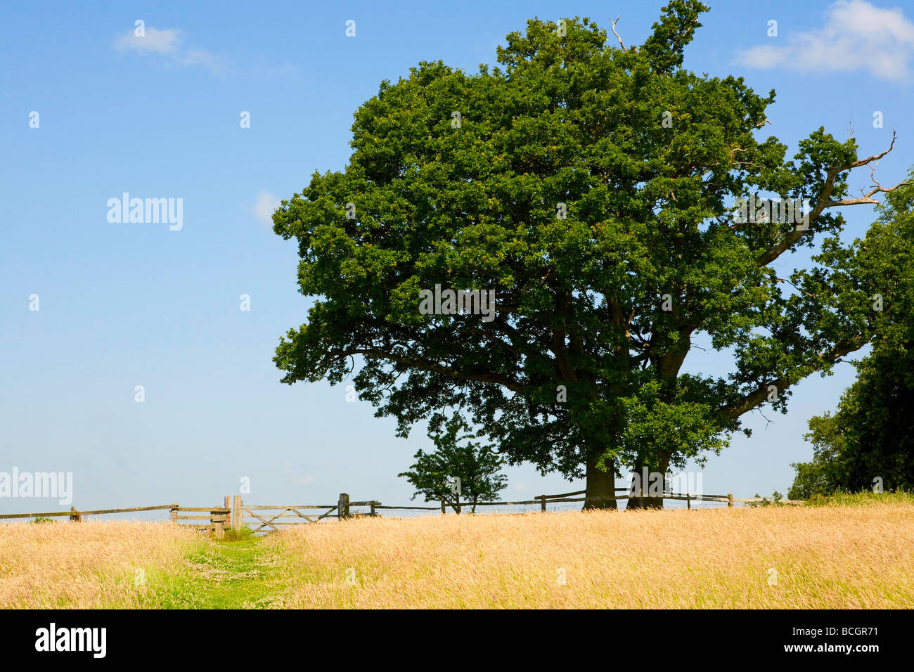 English national tree hi-res stock photography and images - Alamy