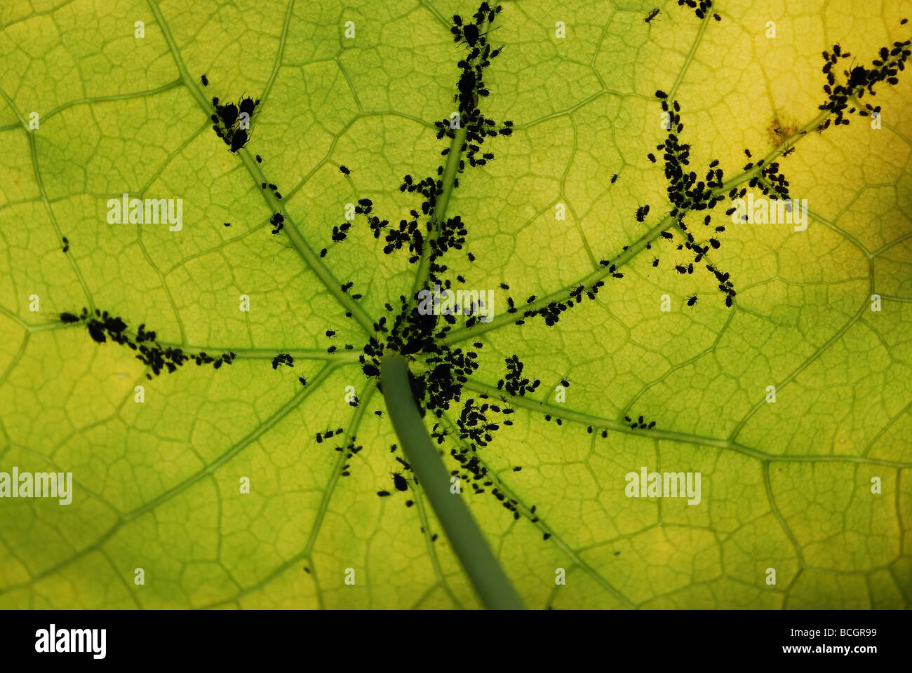 Detail of leaf with bugs Stock Photo - Alamy