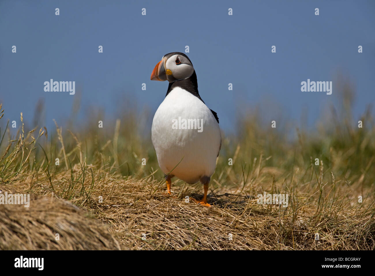 Puffins Fratercula artica Alcidae Farne Islands Stock Photo - Alamy