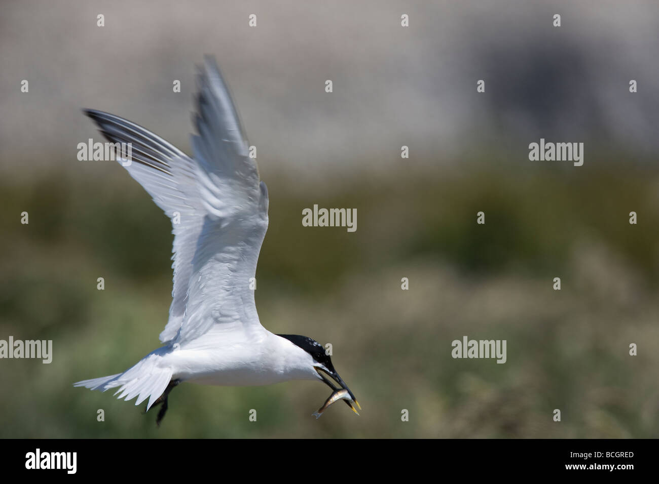 Sandwich Tern Sterna sandvicensis Sternidae with a fish in it's beak ...