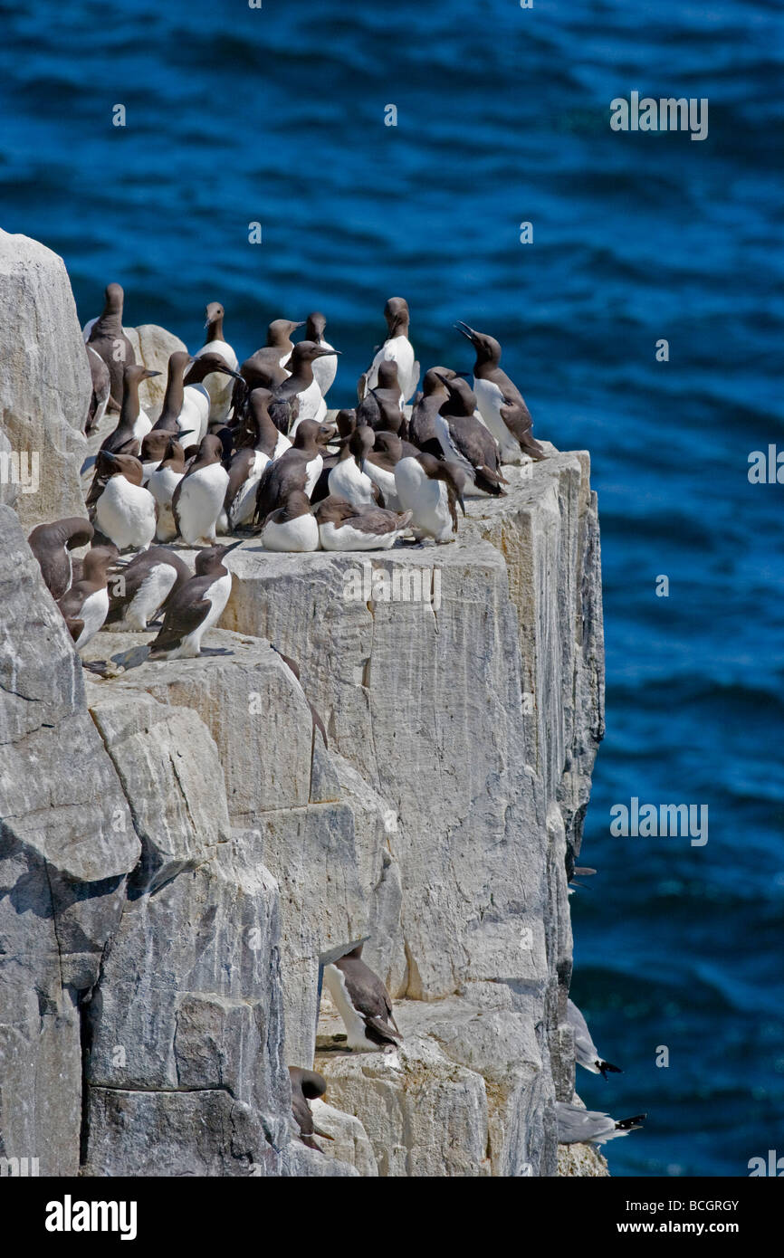 Guillemot Uria aalge Alcidae on Cliff Top Stock Photo - Alamy