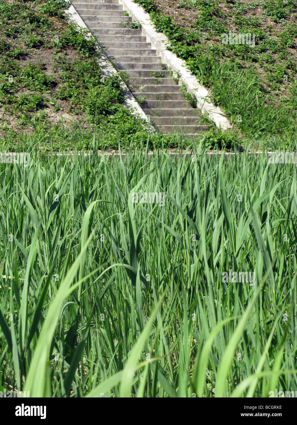 empty steps on hill by field in countryside Stock Photo - Alamy