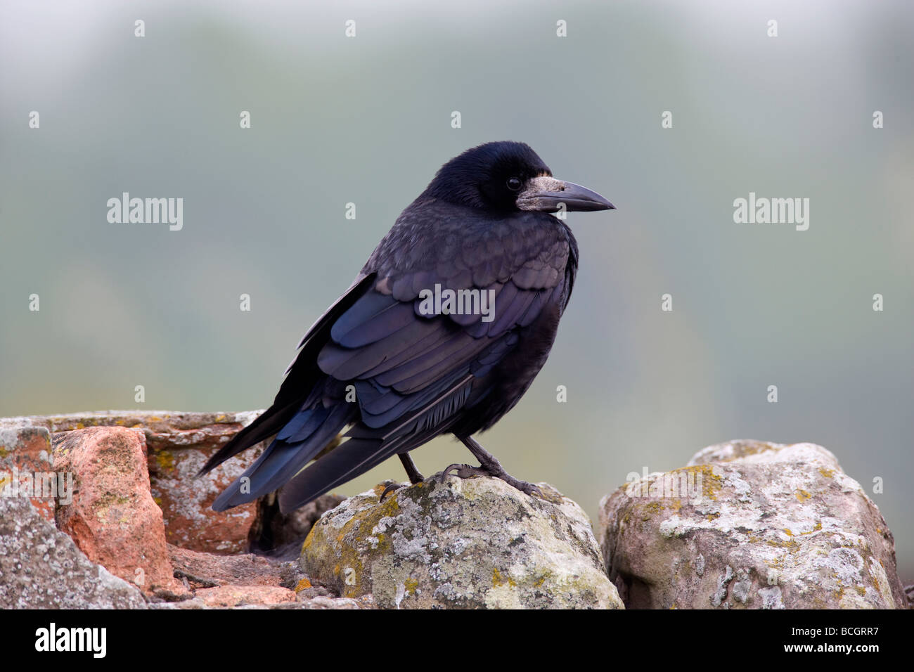 Frugiliegus hi-res stock photography and images - Alamy