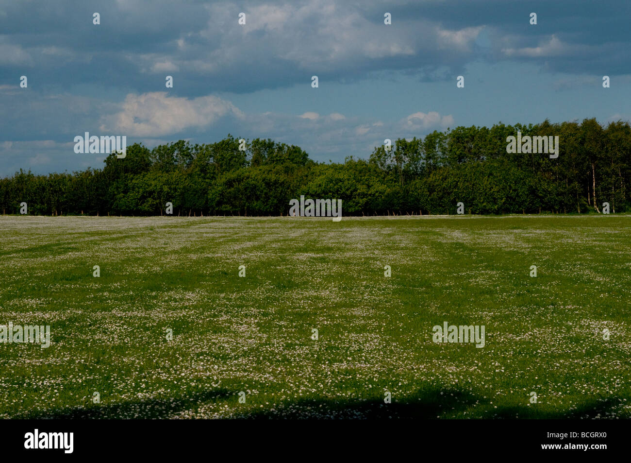 Field of white daisies Ferring West Sussex England UK Stock Photo - Alamy