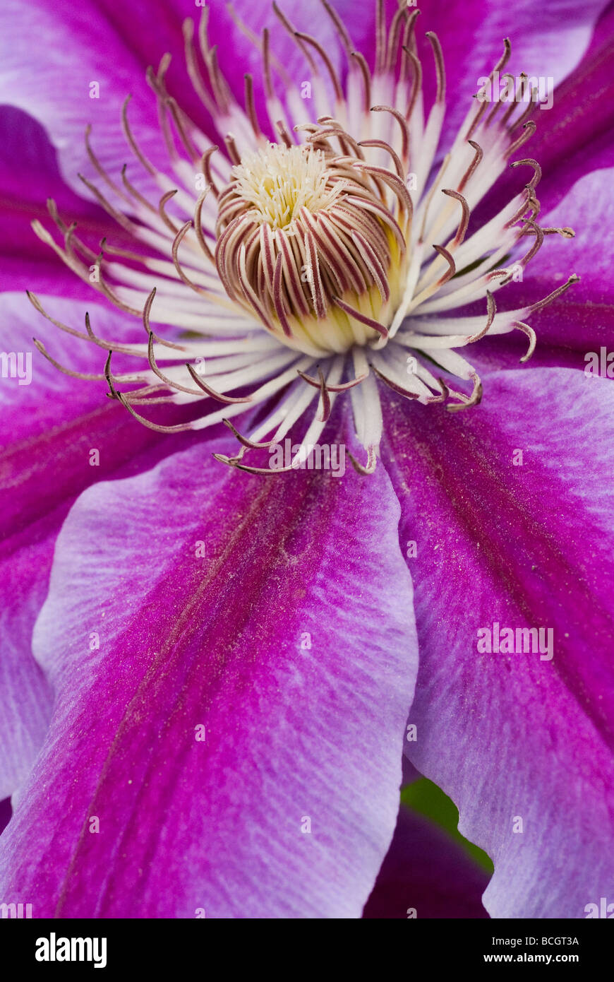 Close up of the flower of a clematis Stock Photo - Alamy