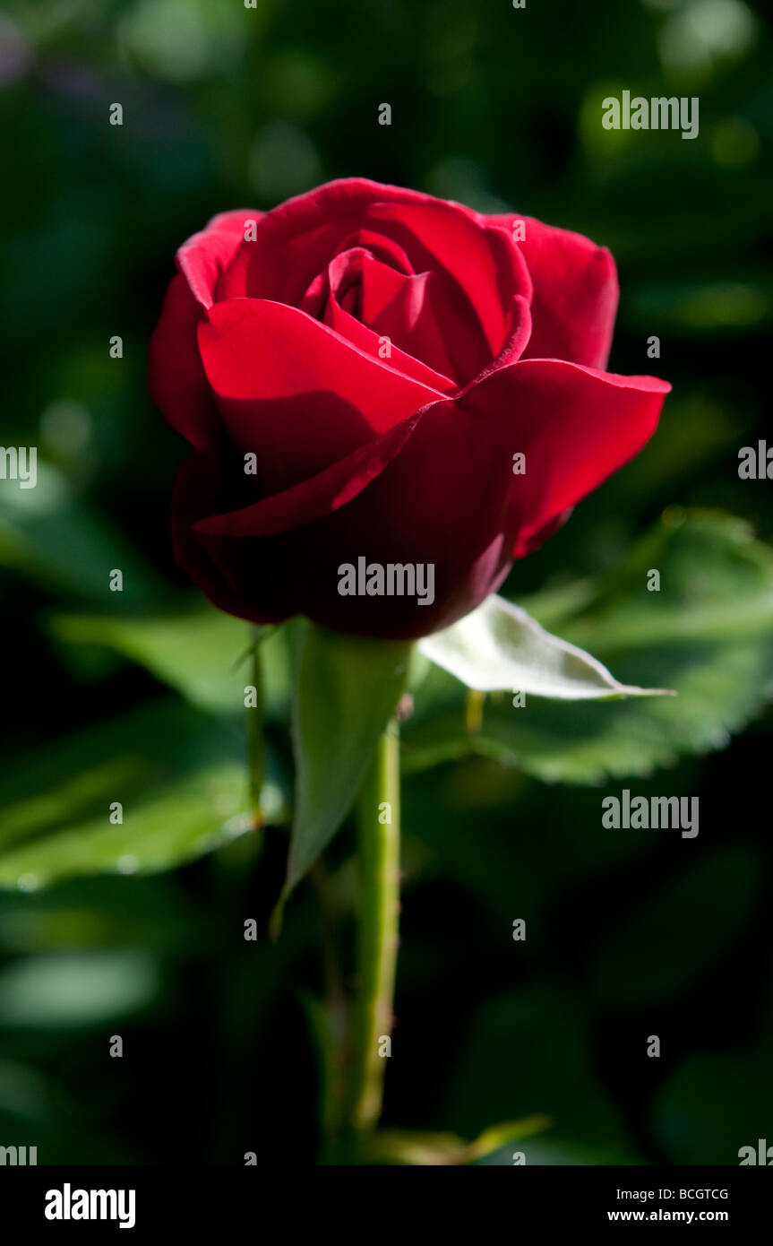 Red sussex hi-res stock photography and images - Alamy