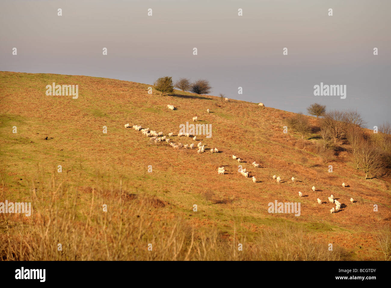 Sheep chasing hi-res stock photography and images - Alamy