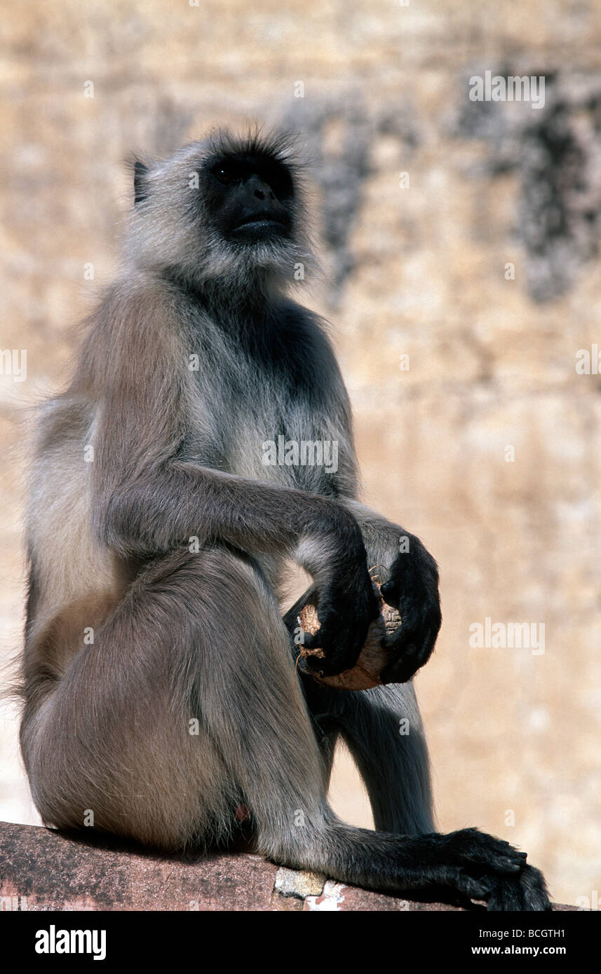 India Rajasthan Jaipur monkey Stock Photo - Alamy