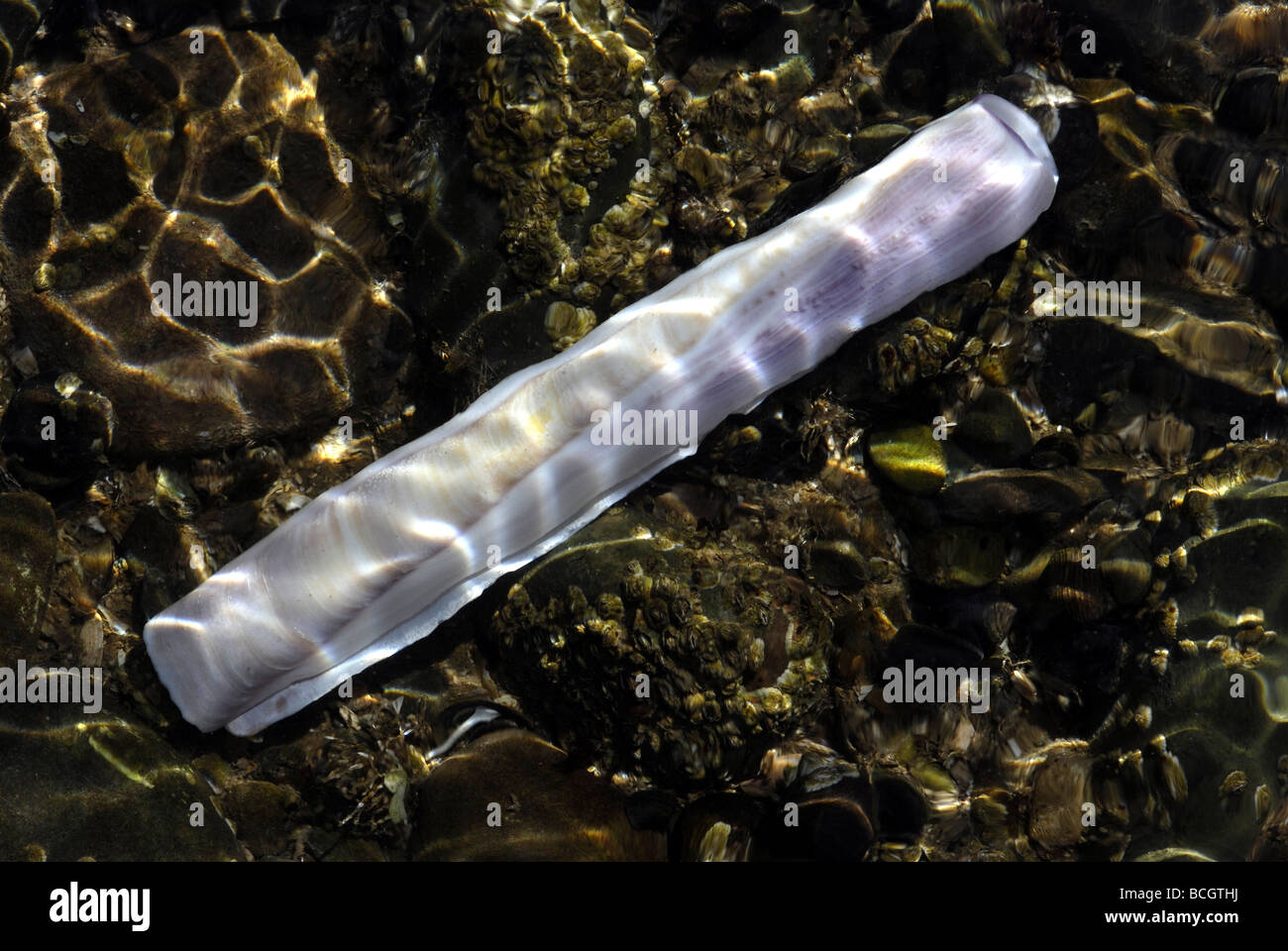Pod Razor Shell Stock Photo - Alamy