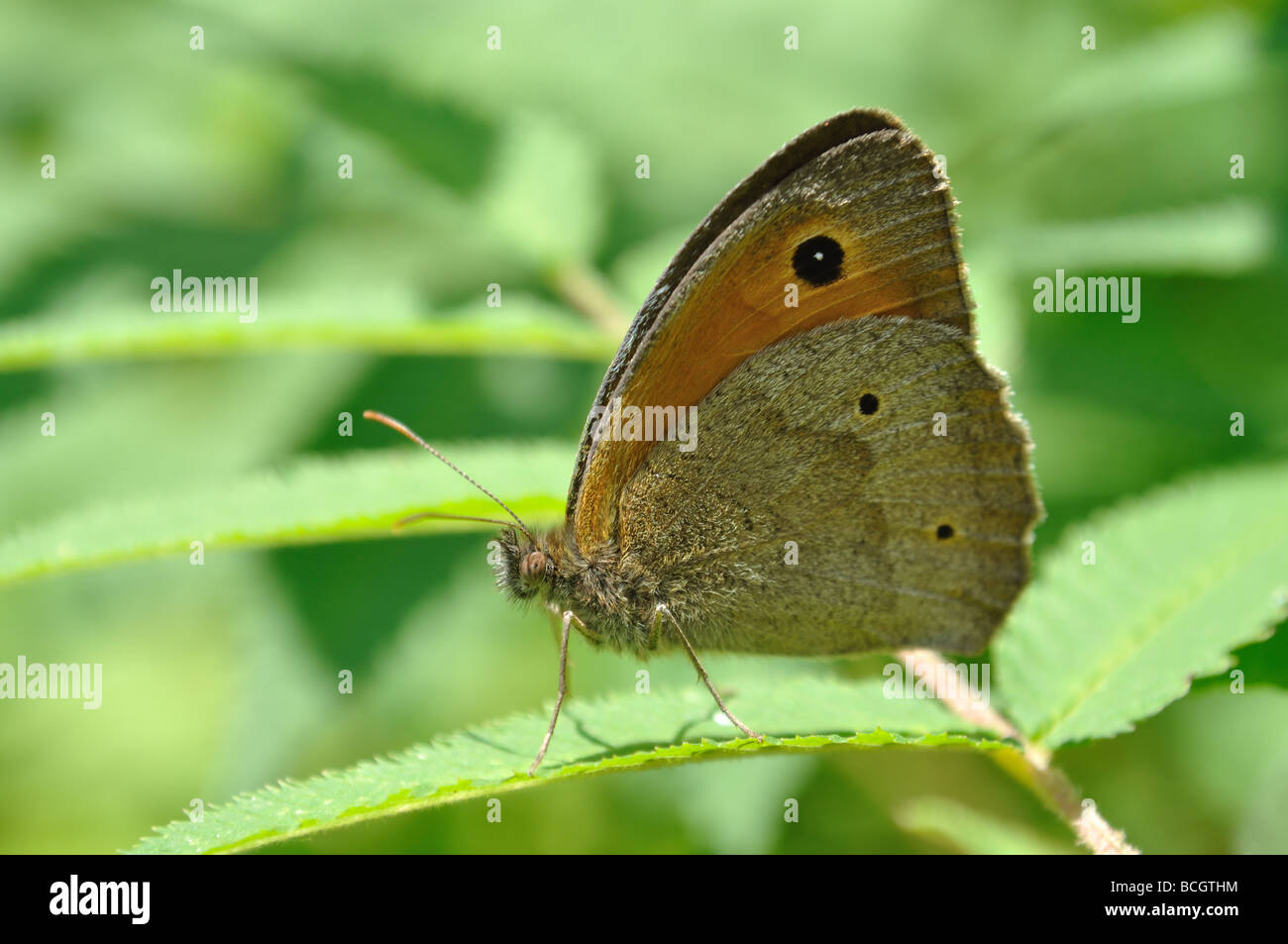 Meadow Brown butterfly - Maniola jurtina Stock Photo - Alamy