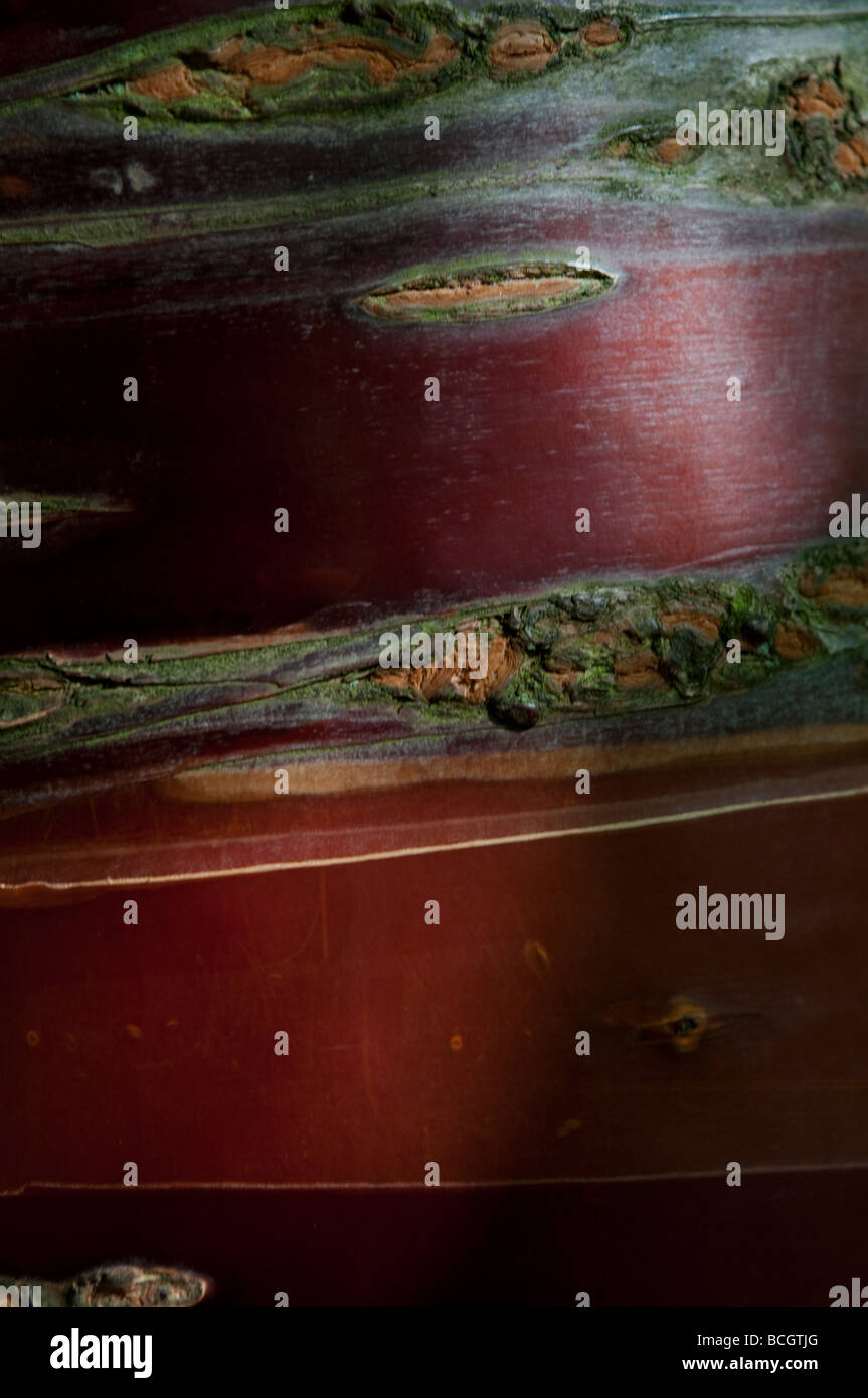 West sussex the tree hi-res stock photography and images - Alamy