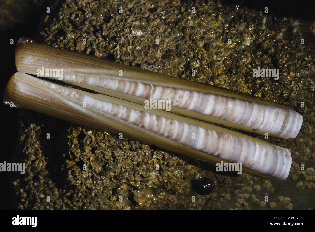 Pod Razor Shell Stock Photo - Alamy