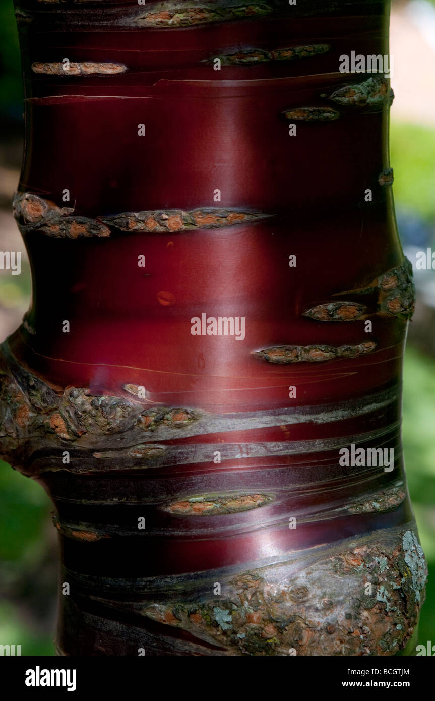 West sussex the tree hi-res stock photography and images - Alamy