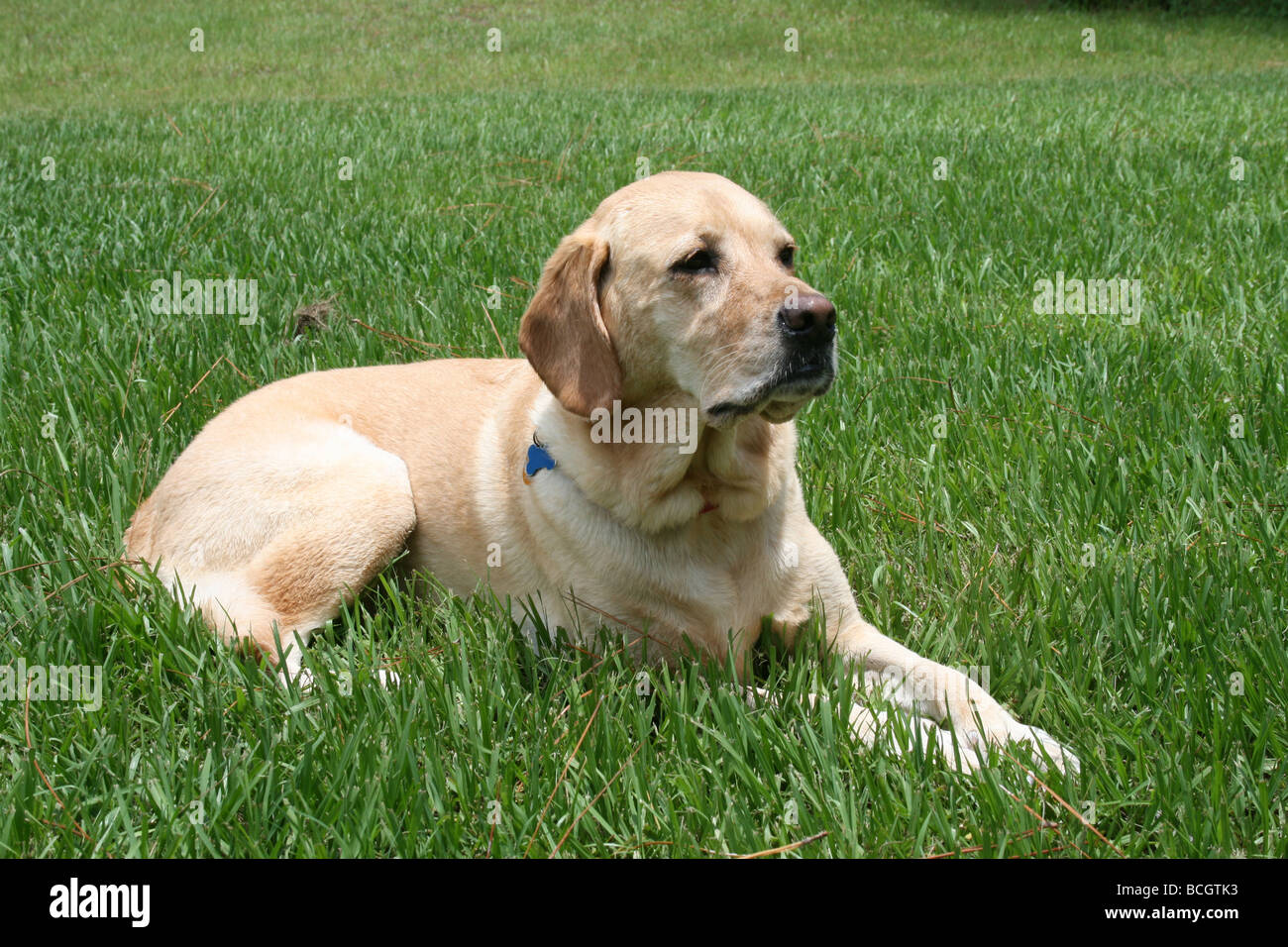Yellow Labrador Retriever laying in grass Stock Photo - Alamy