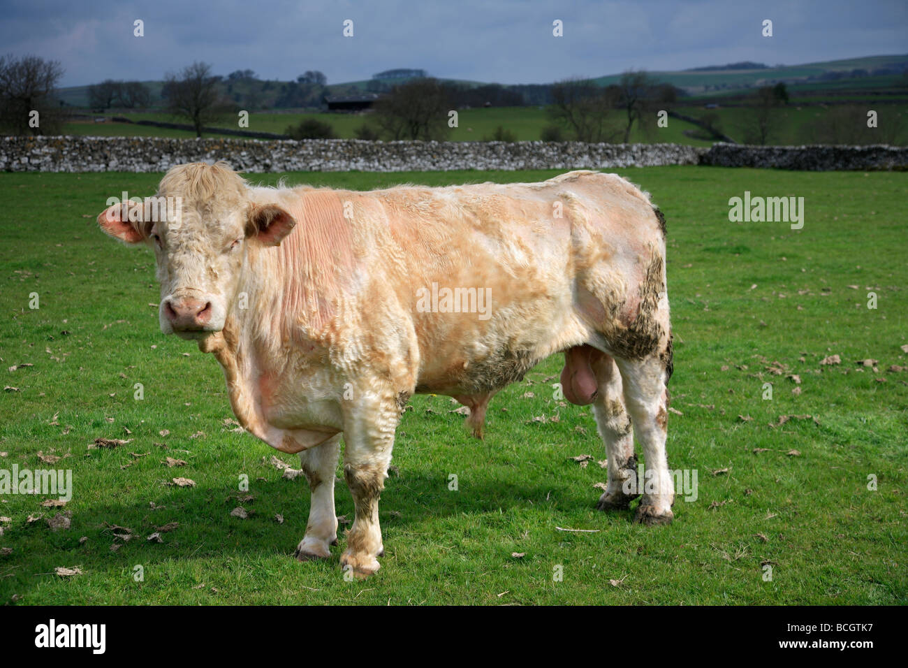 Bull in a field Dovedale White Peak Area Peak District National Park ...