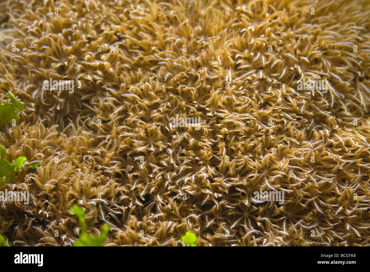 Anthelia clove waving hand coral hi-res stock photography and images ...