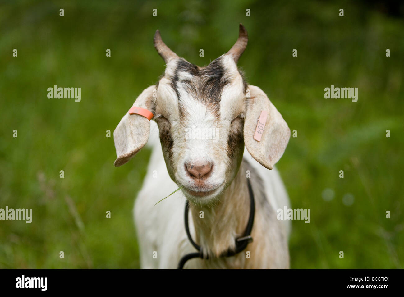 Munching goat hi-res stock photography and images - Alamy
