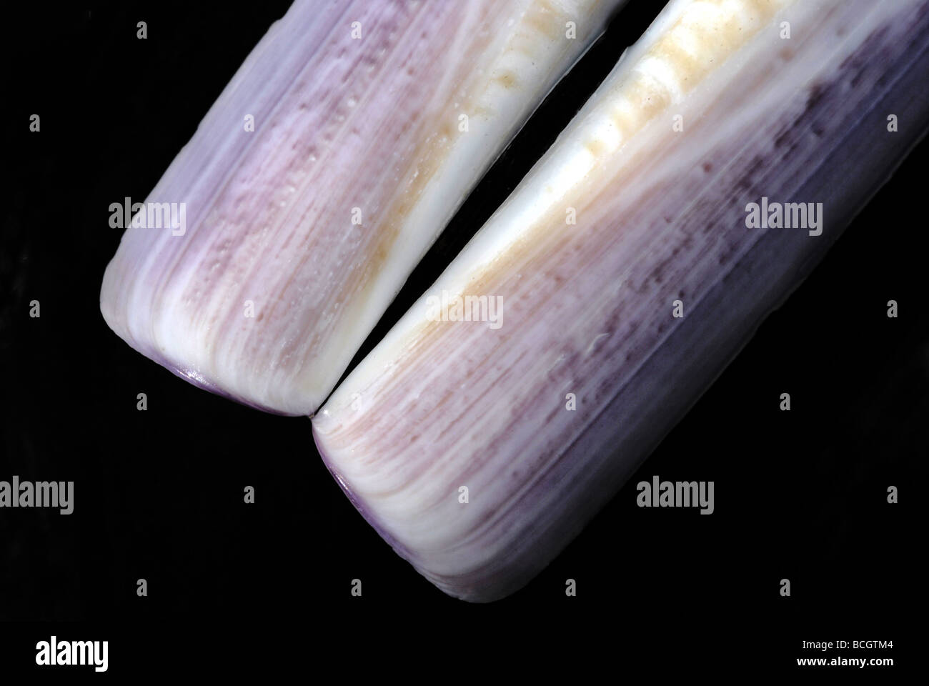 Pod Razor Shell Stock Photo - Alamy