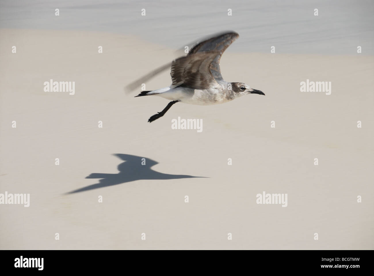 Bird taking off fast hi-res stock photography and images - Alamy