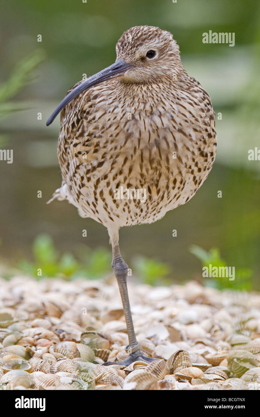 Curlew hi-res stock photography and images - Alamy