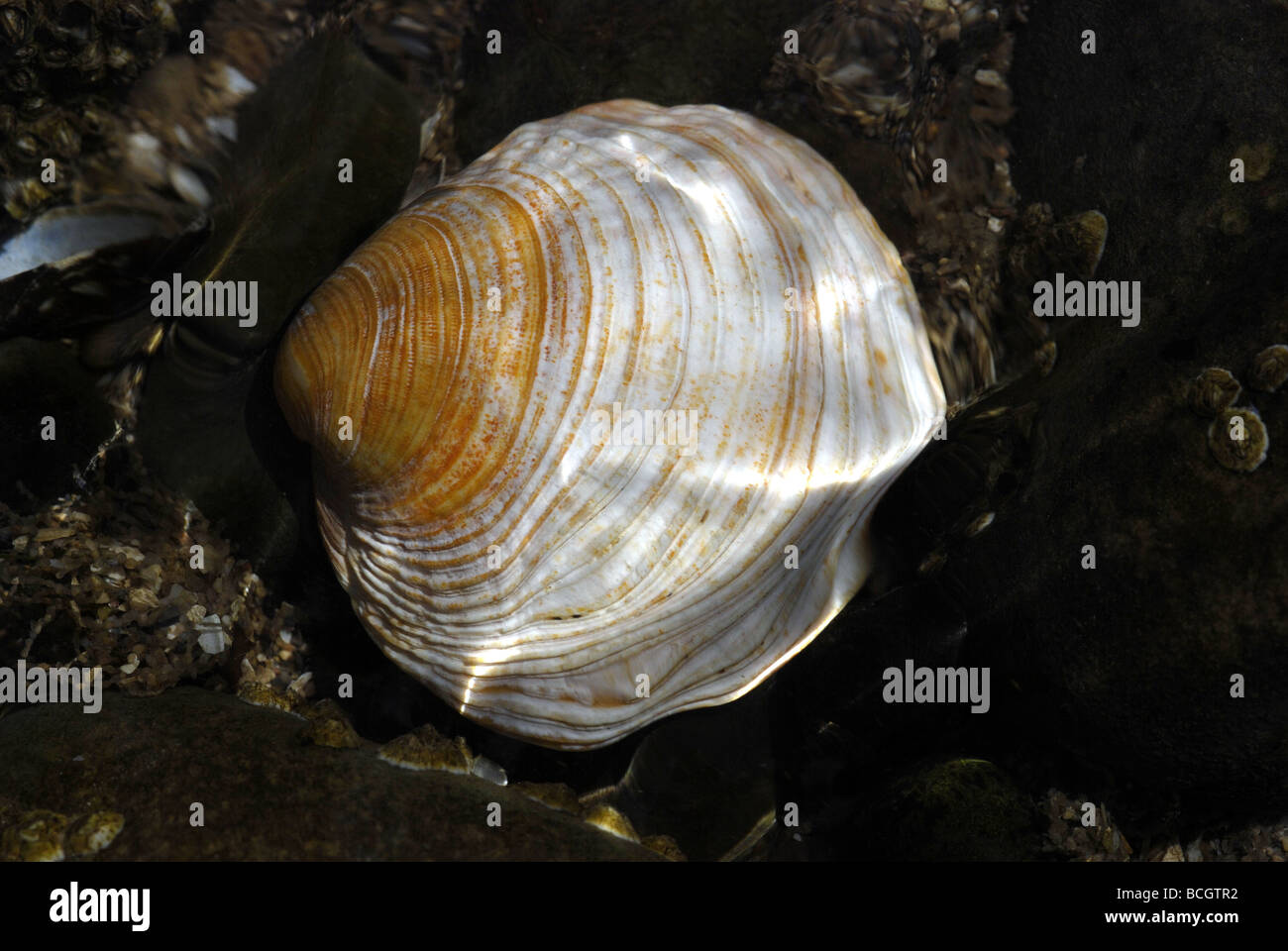 Tellin shell hi-res stock photography and images - Alamy