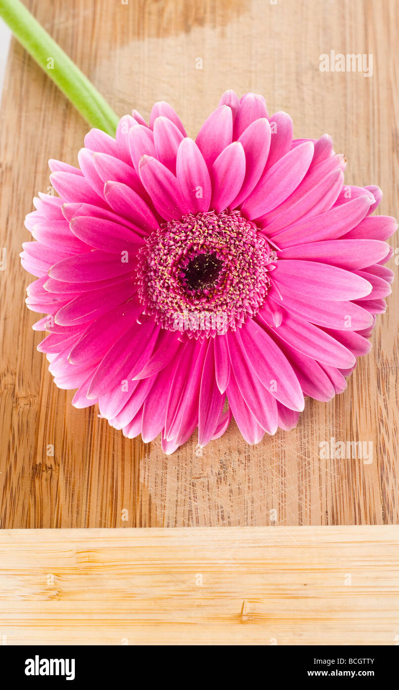 Pink fresh gerber Stock Photo - Alamy