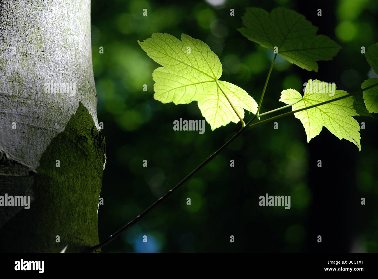 Sycamore leaves hi-res stock photography and images - Alamy