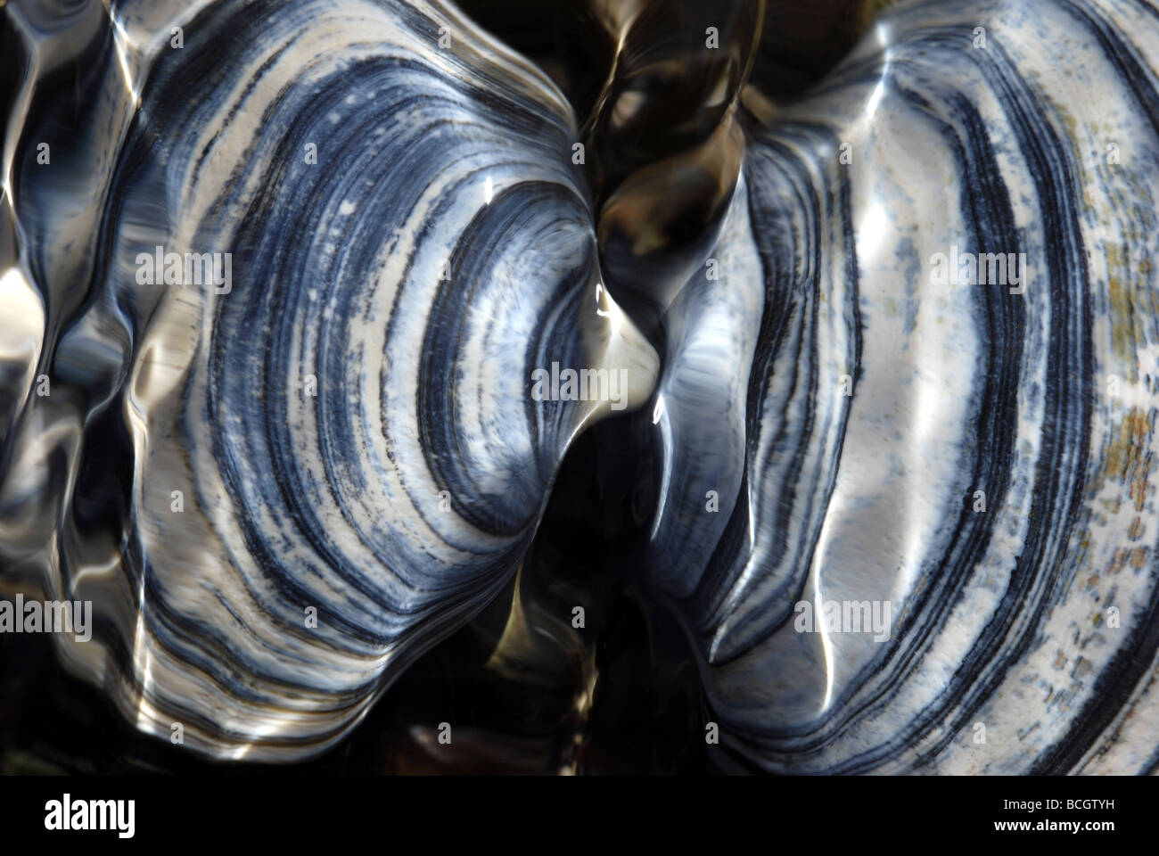 Seashells underwater hi-res stock photography and images - Alamy