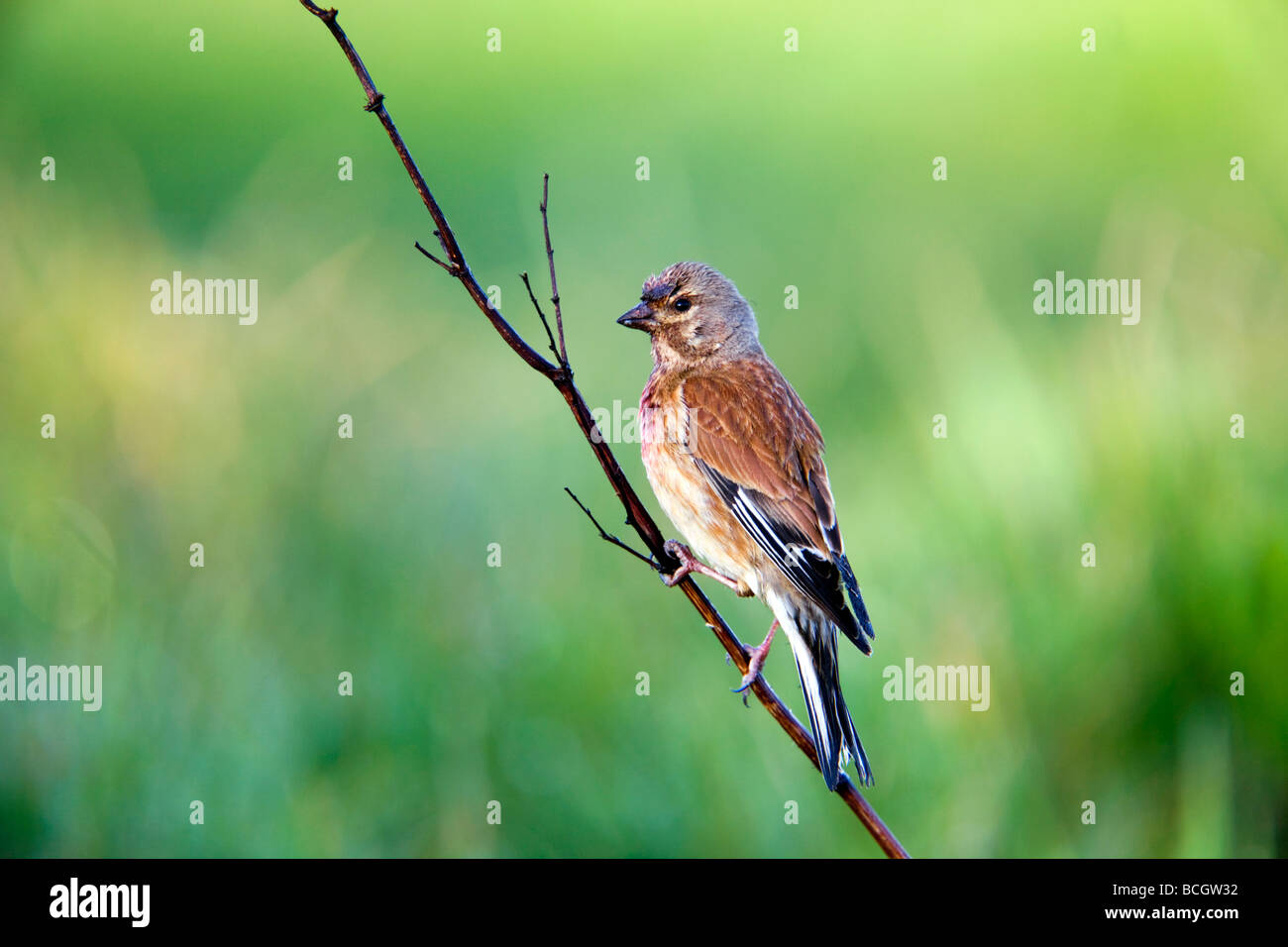Male linnet hi-res stock photography and images - Alamy