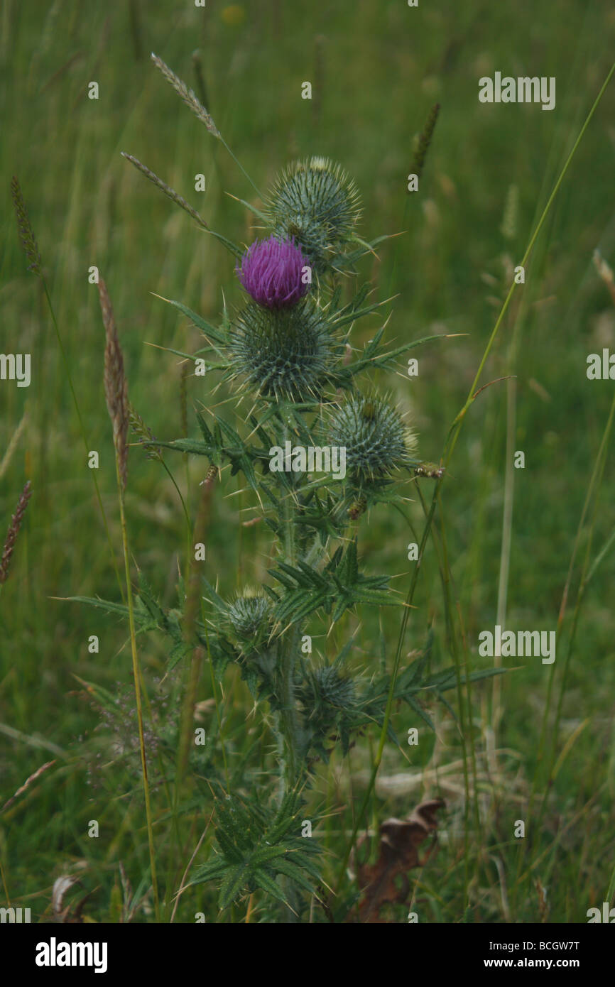 thistle in a field Stock Photo - Alamy