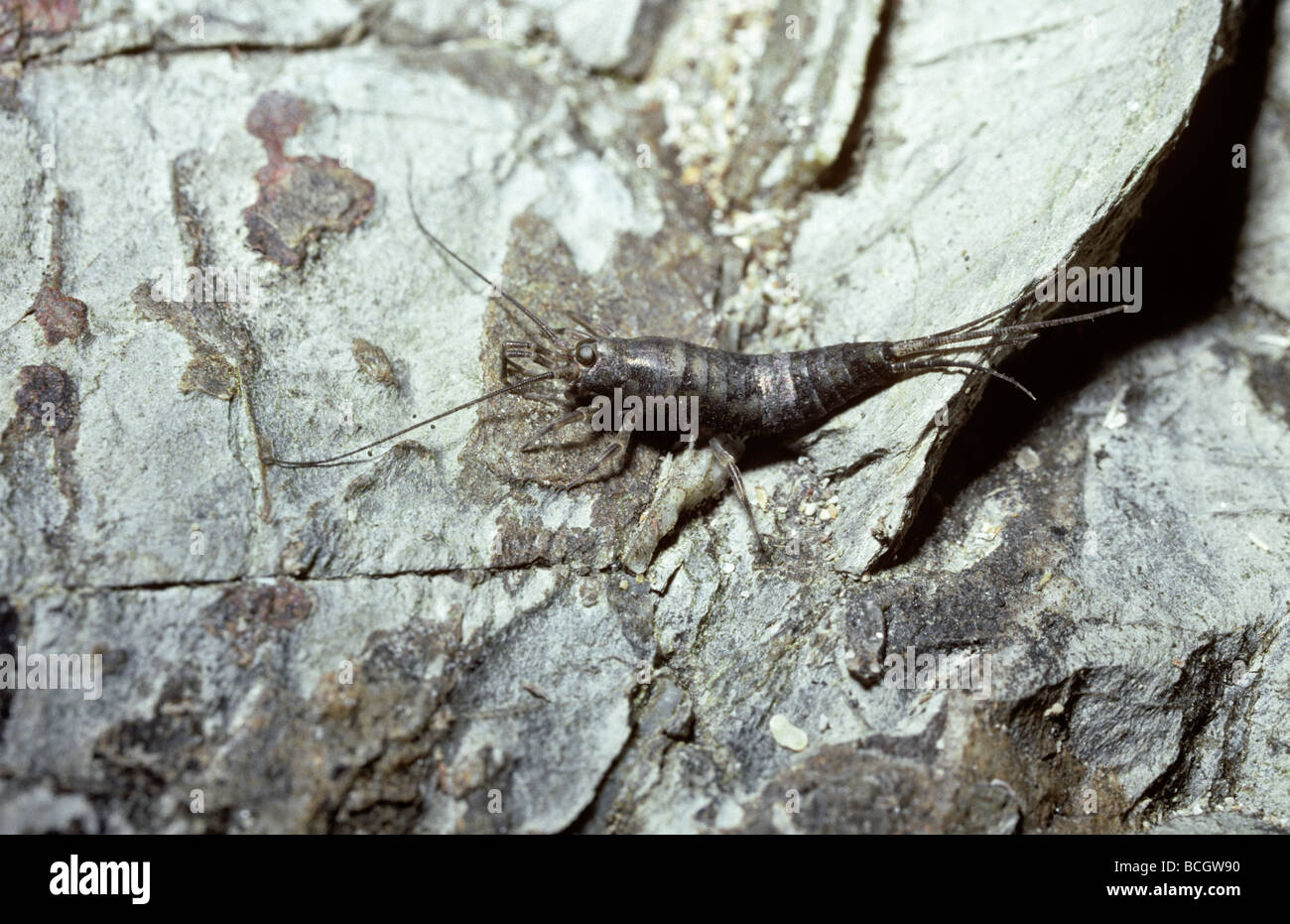Bristletail Petrobius maritimus on rocks above the coastal splash zone ...