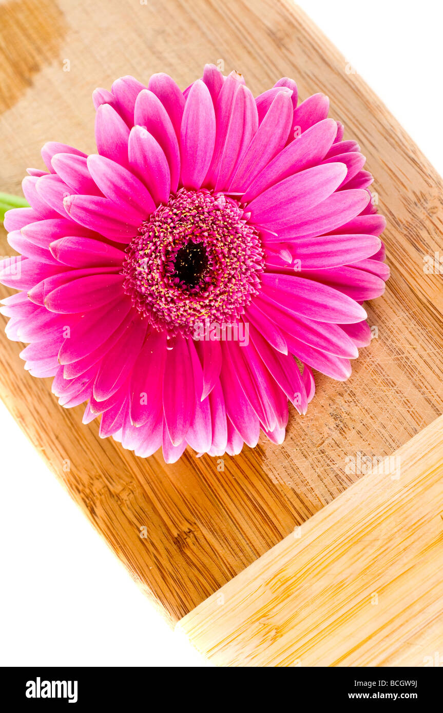 Pink fresh gerber Stock Photo - Alamy